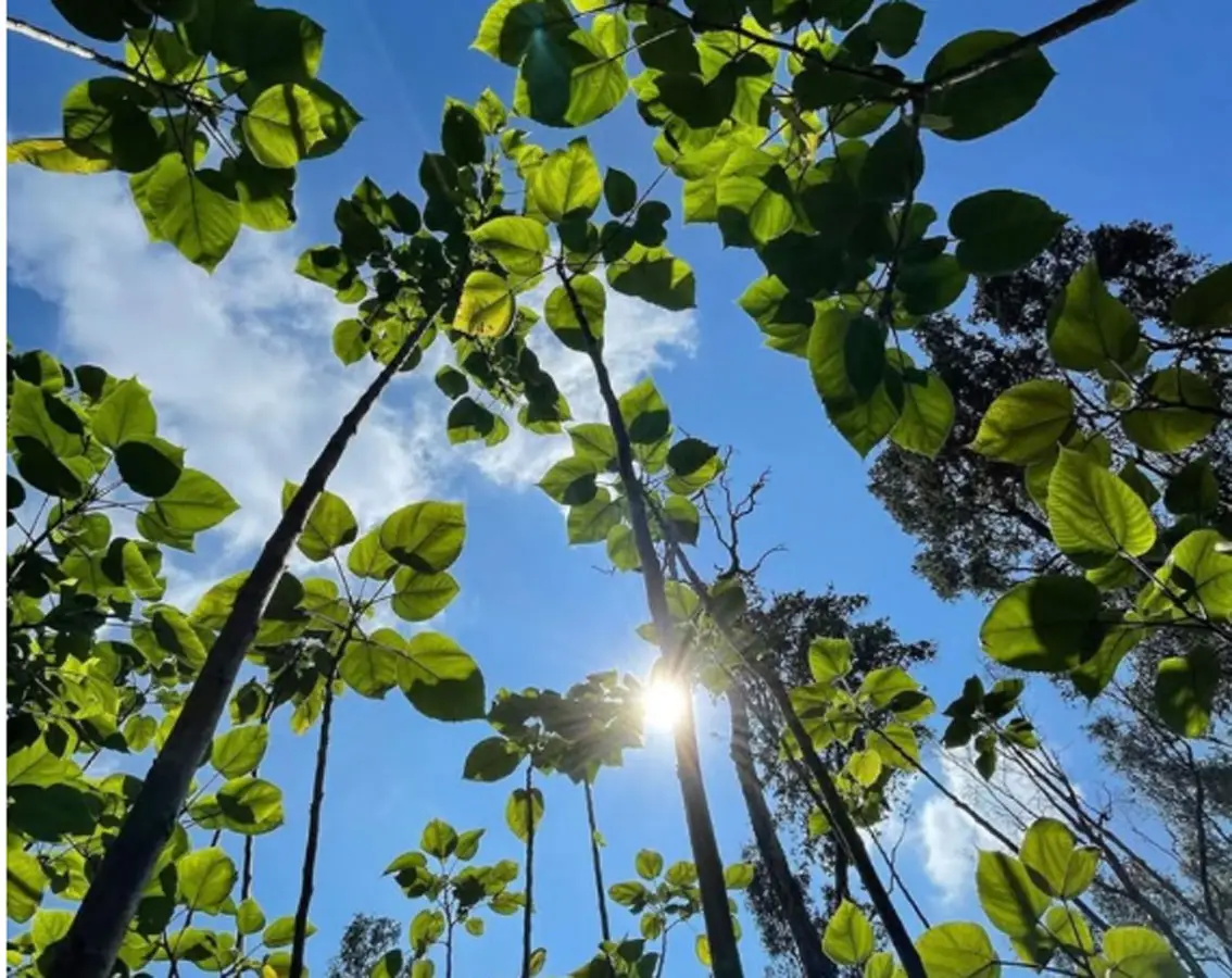 All about Wauke! Artist x Farmer Talk Story & Potluck - Kona Coffee ...